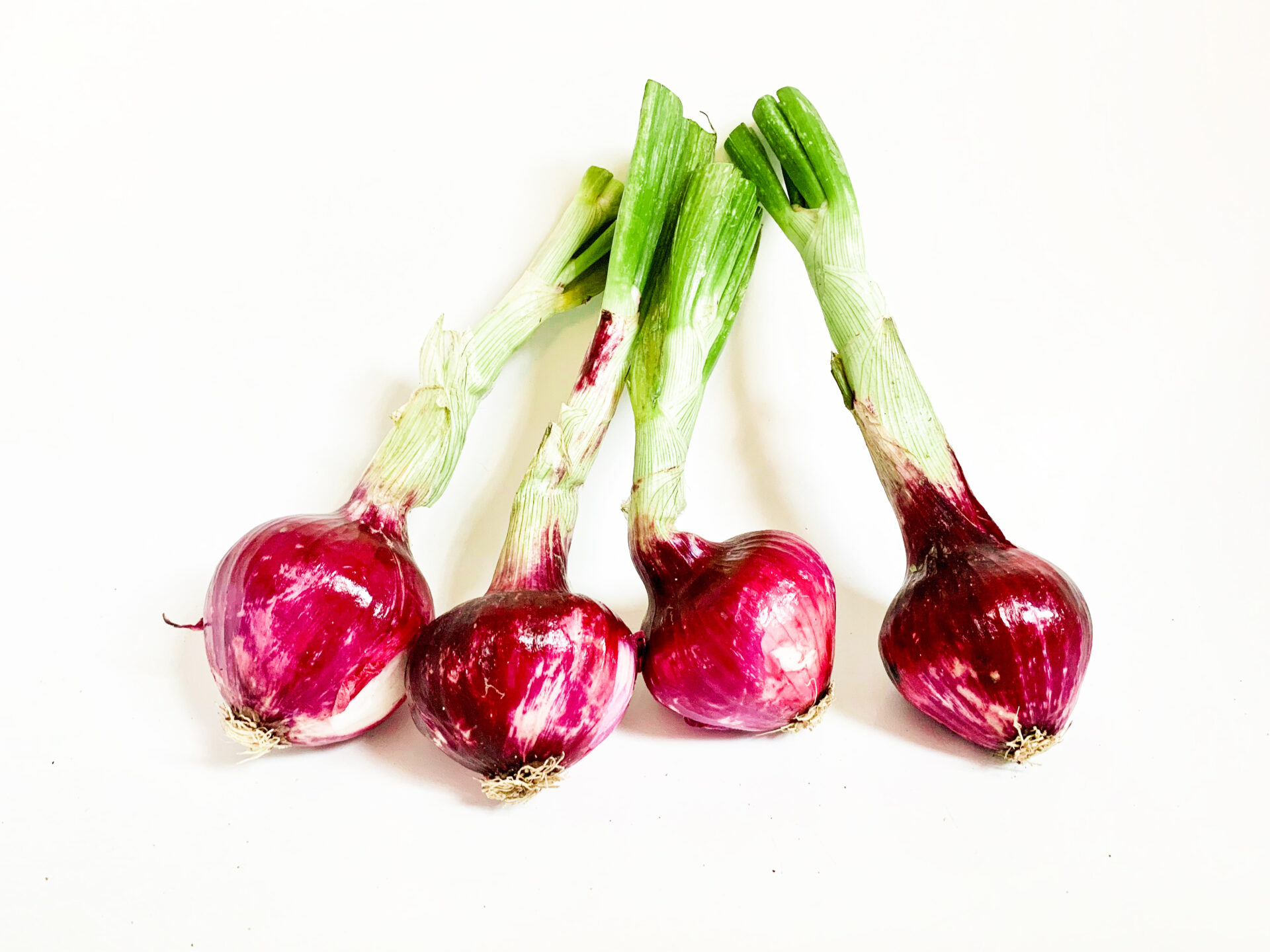 EXPLORING THE WORLD OF ITALIAN ONIONS - Alifood